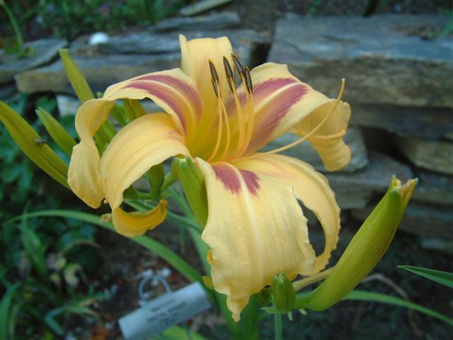 Daylily (Hemerocallis 'Watchyl Digital Spider') in the Daylilies ...