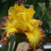 Photo of the bloom of Tall Bearded Iris (Iris 'Summer Shadow') posted ...