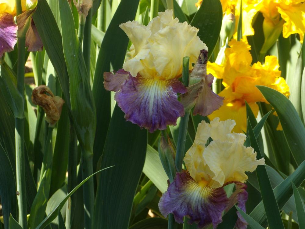 Photo of the bloom of Tall Bearded Iris (Iris 'Bold Move') posted by ...