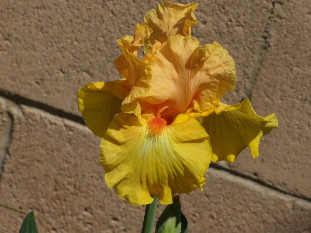 Photo of the bloom of Tall Bearded Iris (Iris 'Leading Light') posted ...