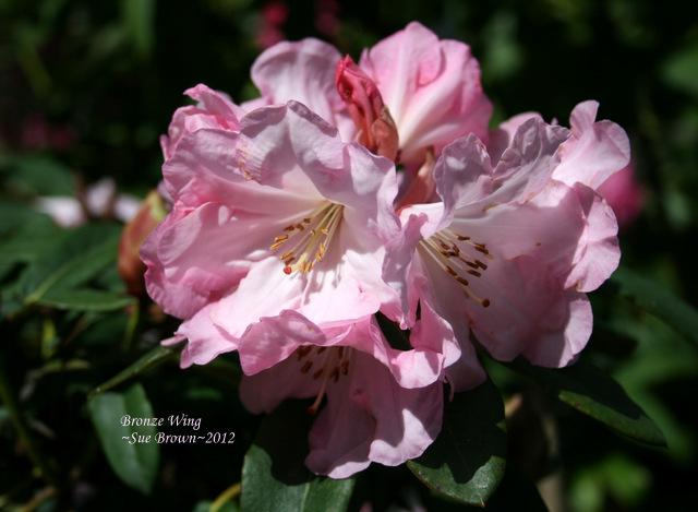 Azalea (Rhododendron 'Bronze Wing') in the Rhododendrons Database ...