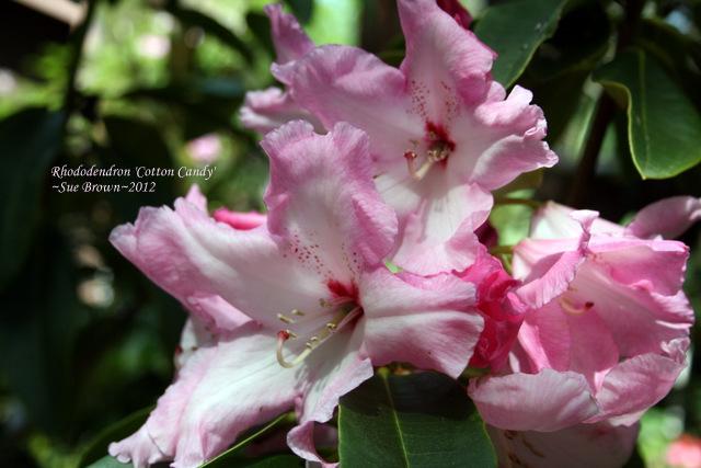 Photo of the bloom of Rhododendron 'Cotton Candy' posted by Calif_Sue ...