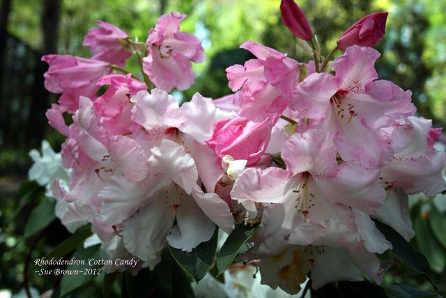 Rhododendron 'Cotton Candy' in the Rhododendrons Database - Garden.org
