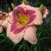 Photo of the bloom of Daylily (Hemerocallis 'Wineberry Candy') posted ...