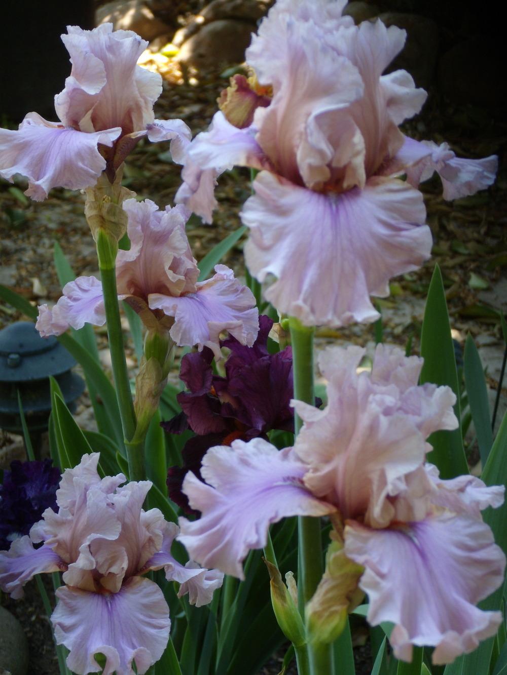 Photo of the entire plant of Tall Bearded Iris (Iris 'Silk Run') posted ...