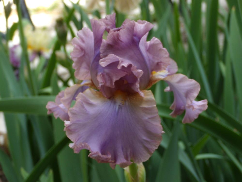 Photo of the bloom of Tall Bearded Iris (Iris 'French Lavender') posted ...