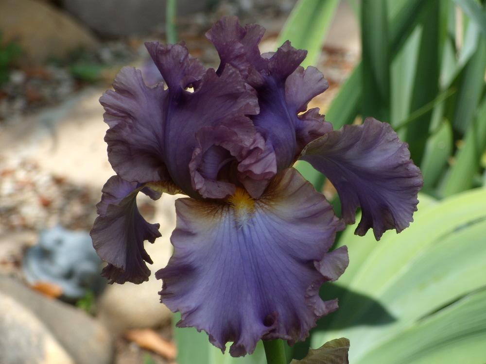 Photo of the bloom of Tall Bearded Iris (Iris 'French Lavender') posted ...