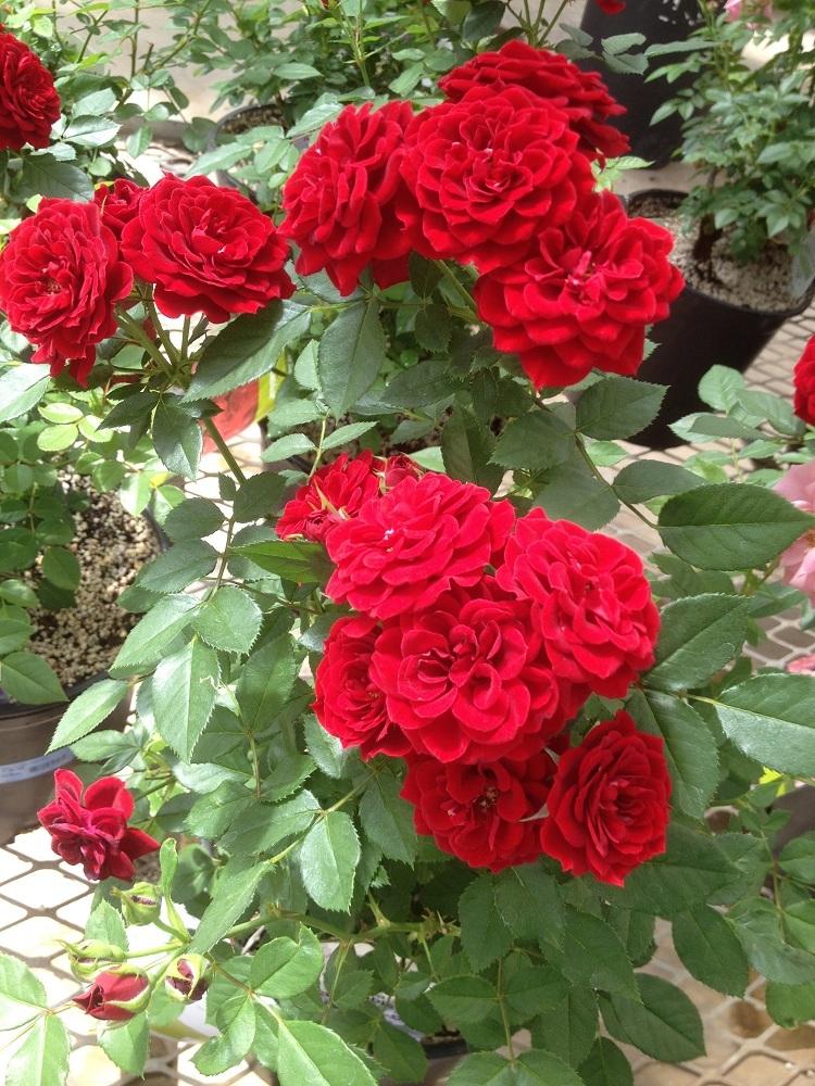 Photo of the entire plant of Rose (Rosa 'Red Sunblaze') posted by ...