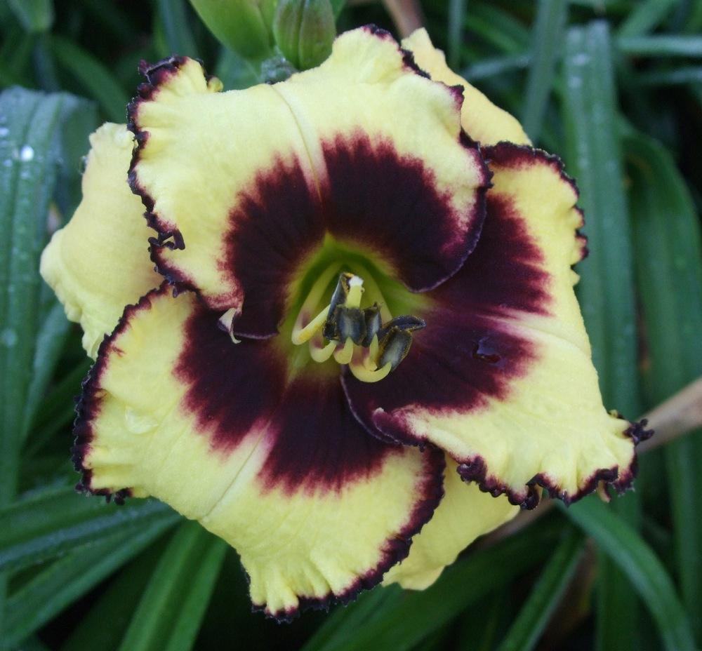 Daylily (Hemerocallis 'Spellbound Secret') in the Daylilies Database - Garden.org