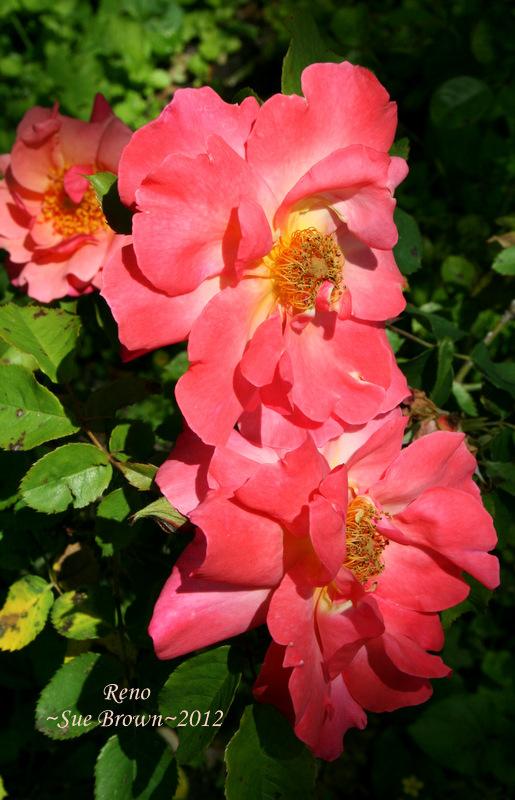 Rose (Rosa 'Reno') in the Roses Database - Garden.org