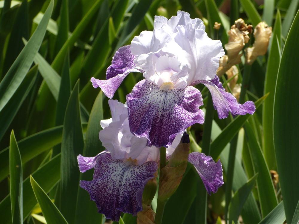 Photo of the bloom of Tall Bearded Iris (Iris 'Splashacata') posted by Betja - Garden.org