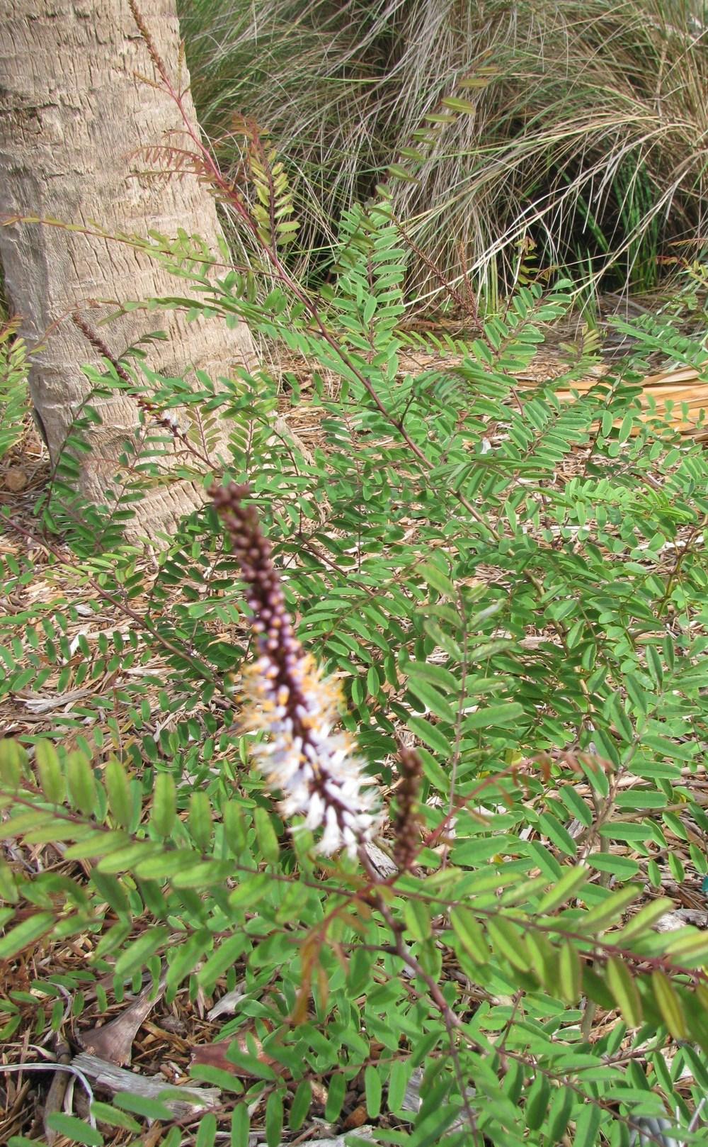 Photo of the entire plant of Crenulate Lead Plant (Amorpha crenulata ...