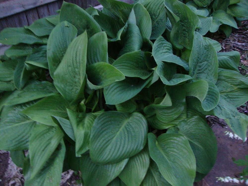 Hosta 'Elatior' in the Hostas Database - Garden.org