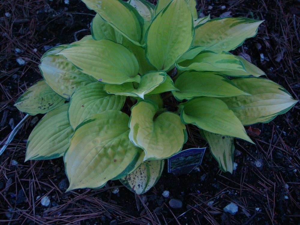 Photo of the entire plant of Hosta 'June Fever' posted by Paul2032 ...