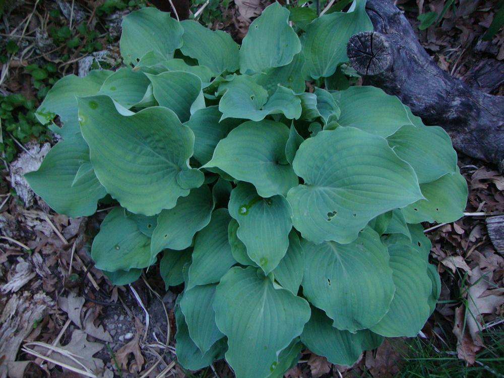 Hosta 'Sky Dancer' in the Hostas Database - Garden.org