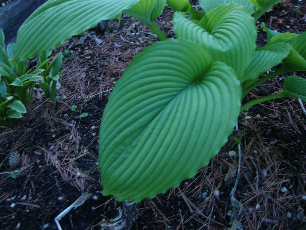 Photo of the leaves of Hosta 'Niagara Falls' posted by Paul2032 ...