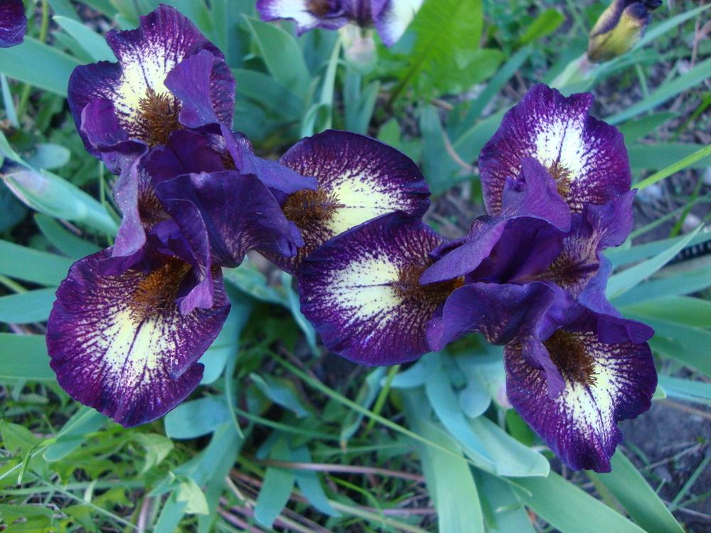 Photo of the bloom of Standard Dwarf Bearded Iris (Iris 'Ballistic') posted by Paul2032 - Garden.org