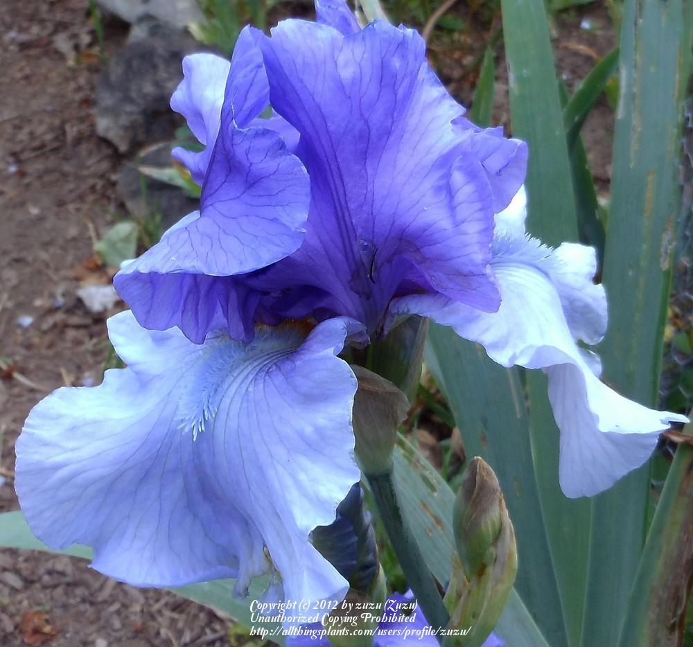 Photo of the bloom of Tall Bearded Iris (Iris 'Poet's Rhyme') posted by ...