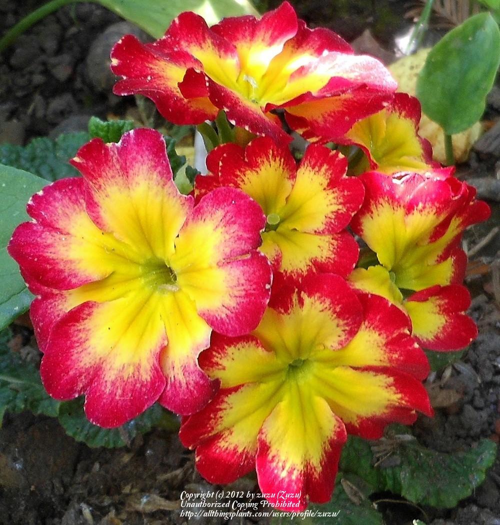 Polyanthus Primrose (Primula elatior subsp. elatior 'SuperNova Fire ...