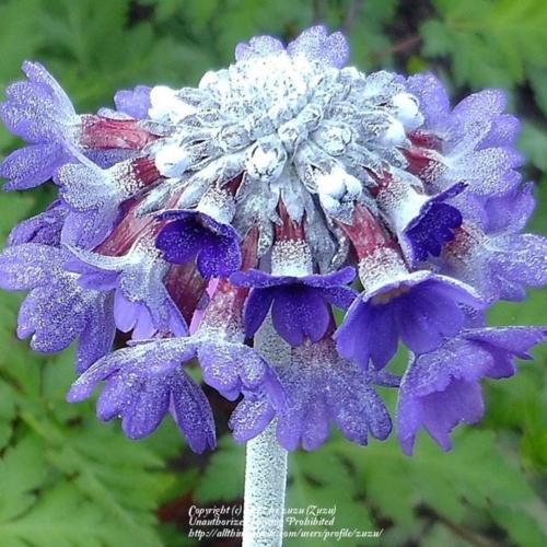 Asiatic Primrose (Primula capitata 'Noverna Deep Blue') in the ...