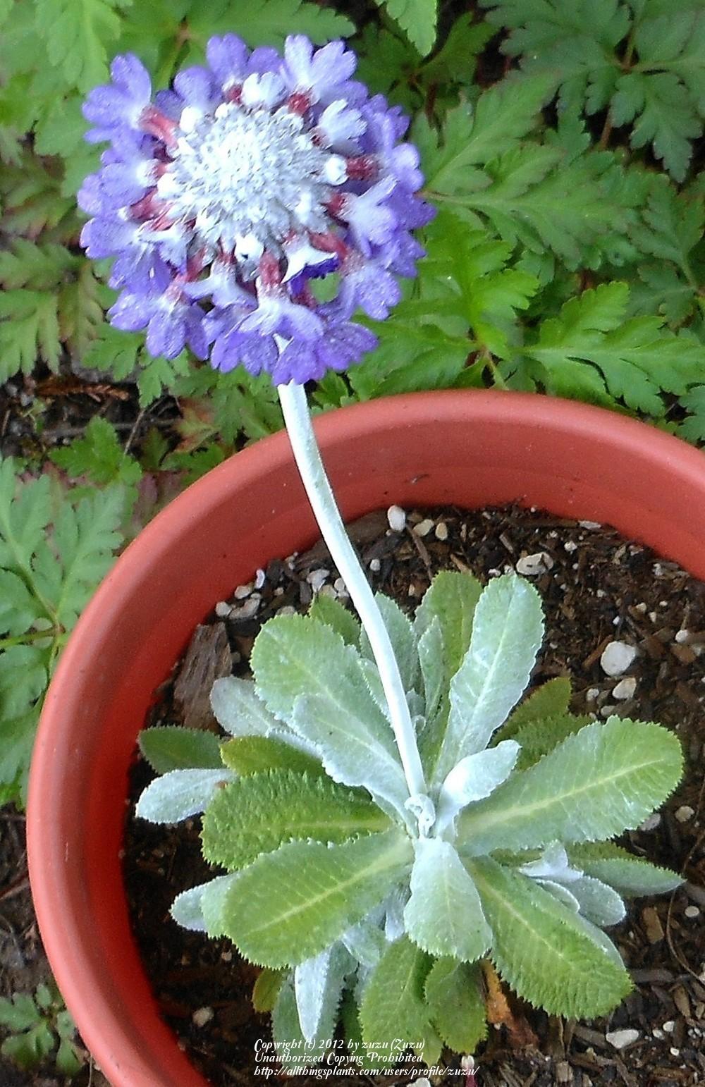 Photo of the entire plant of Asiatic Primrose (Primula capitata ...