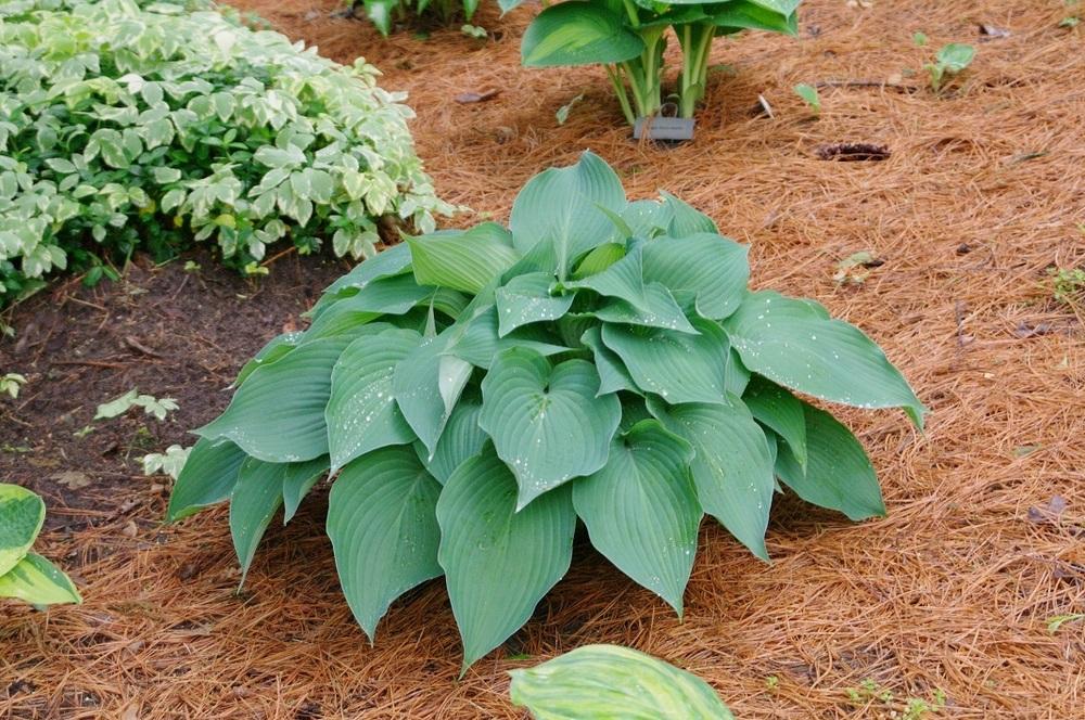 Hosta 'War Party' in the Hostas Database - Garden.org