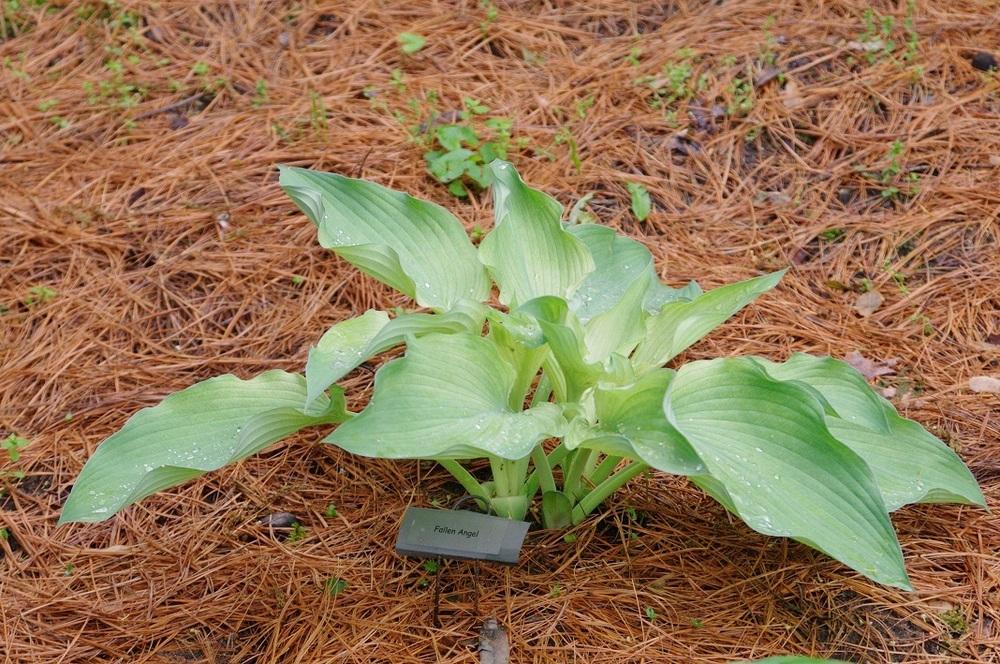 Hosta 'Fallen Angel' in the Hostas Database - Garden.org