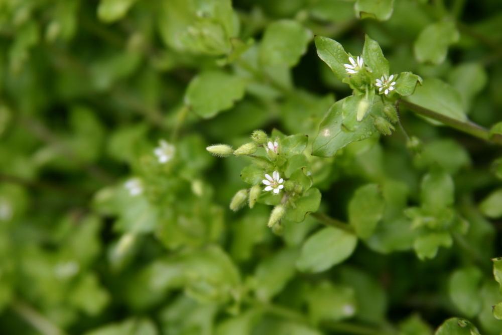 Let 'em Grow: Chickweed - Garden.org