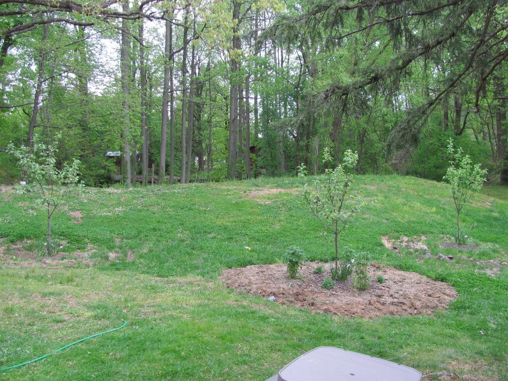 New Tree Guilds in the Permaculture forum - Garden.org