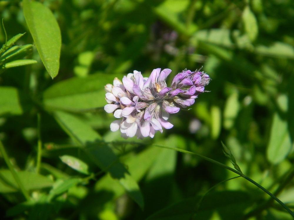 Sampson's Snakeroot (Orbexilum pedunculatum) - Garden.org