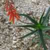 Viewing all plants under Aloes - Garden.org