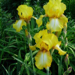 Tall Bearded Iris (Iris 'Radiant Apogee') in the Irises Database ...