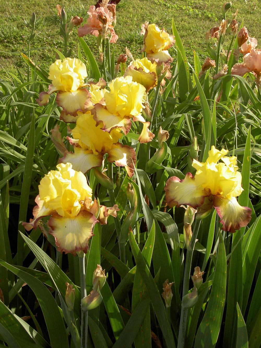 Photo of the entire plant of Tall Bearded Iris (Iris 'Clothed in Glory ...