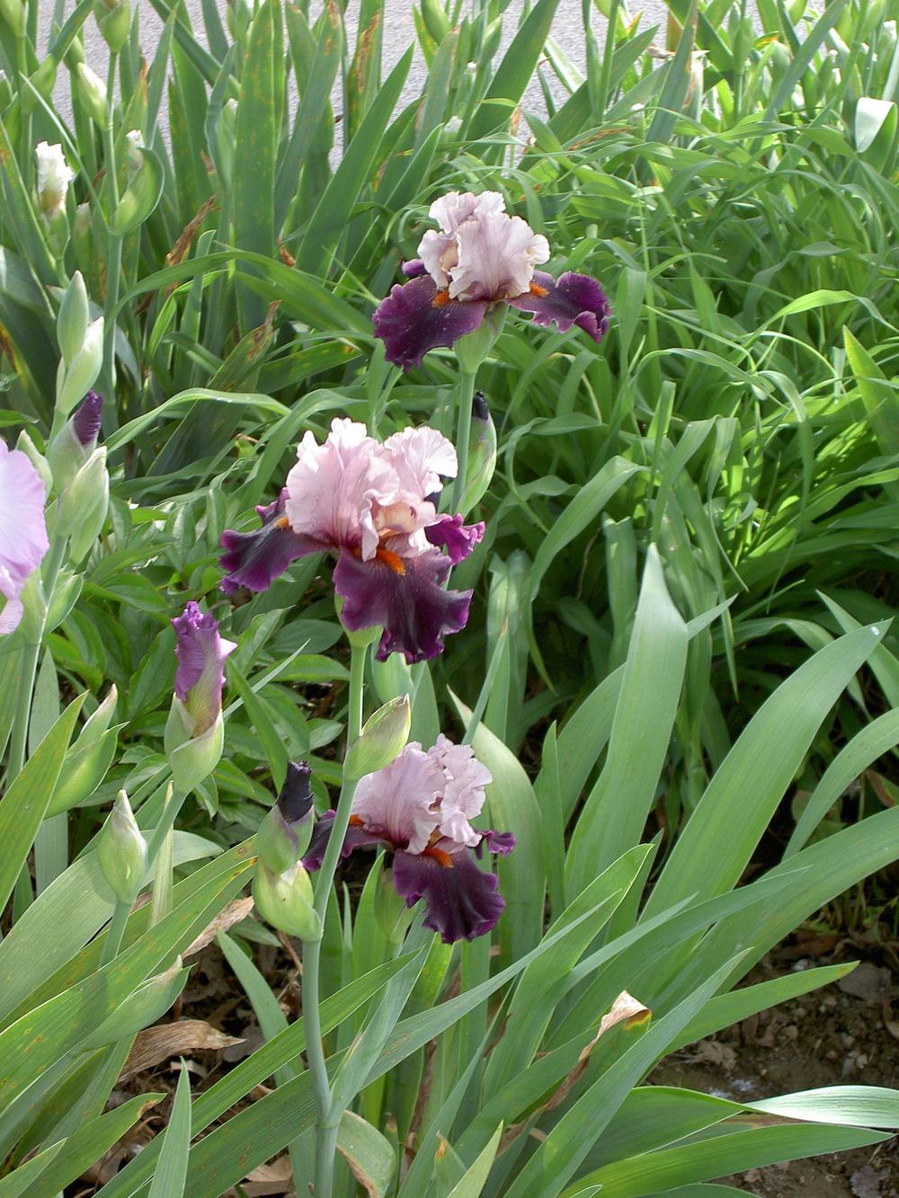 Photo of the entire plant of Tall Bearded Iris (Iris 'Disguise') posted ...