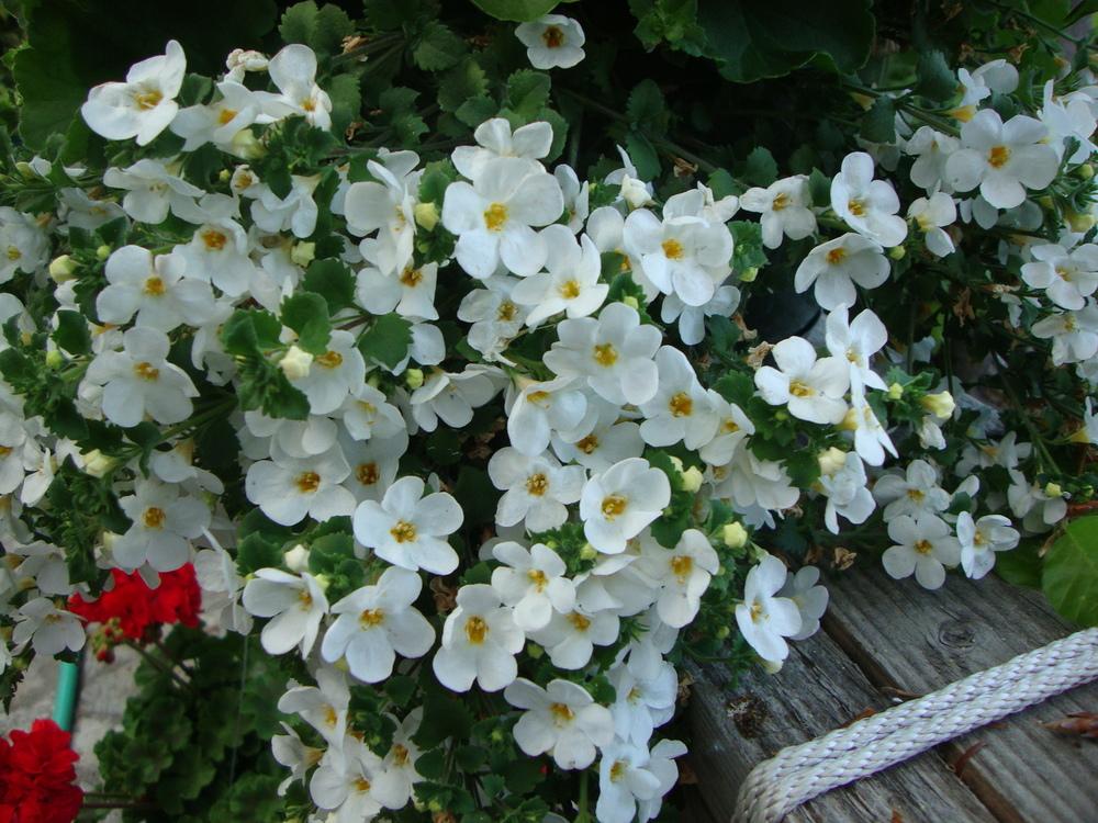 Photo of the bloom of Bacopa (Sutera Snowstorm® Giant Snowflake ...