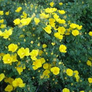 Rose (Rosa foetida) in the Roses Database - Garden.org