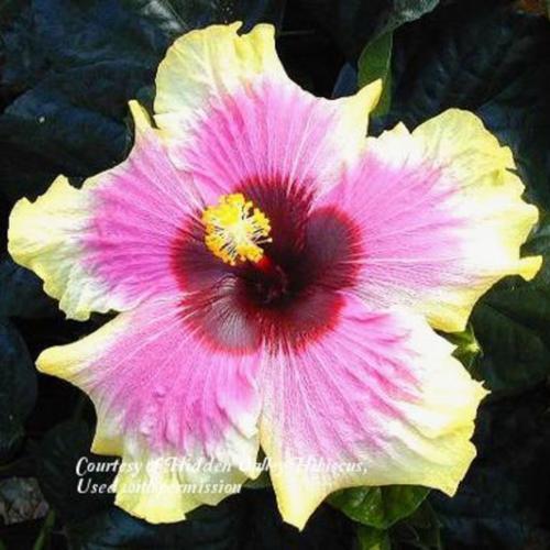 Tropical Hibiscus (Hibiscus rosa-sinensis 'Rainbow Christie') in the ...