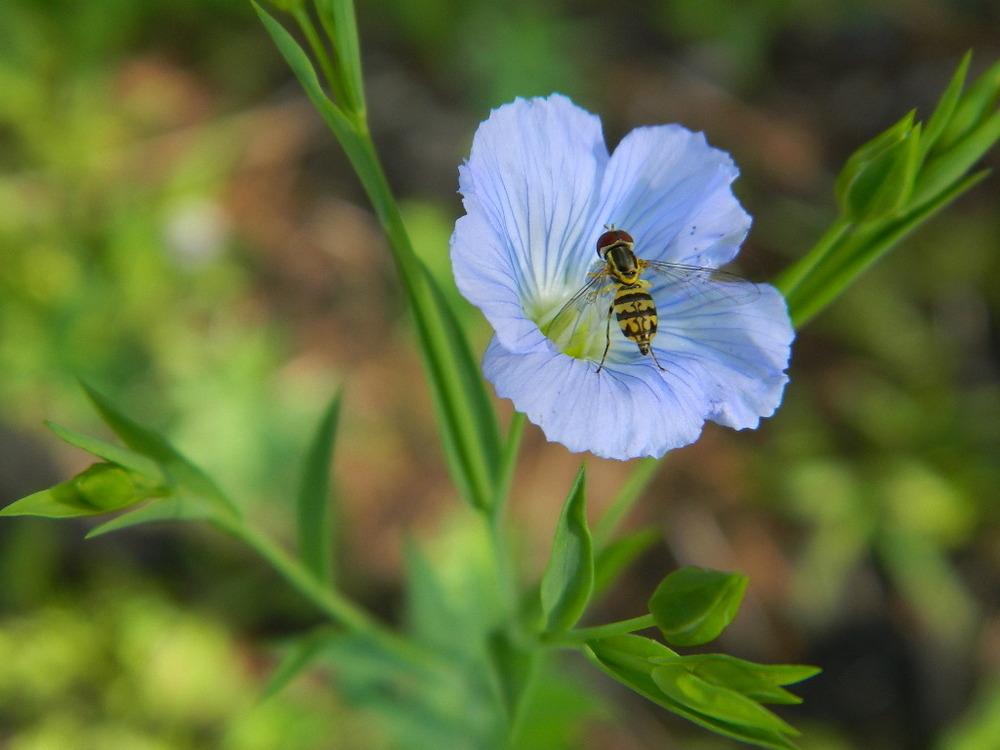 Wild Blue Flax (Linum lewisii) - Garden.org