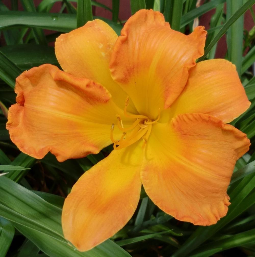 Daylily (Hemerocallis 'Chinese Mountain') in the Daylilies Database ...