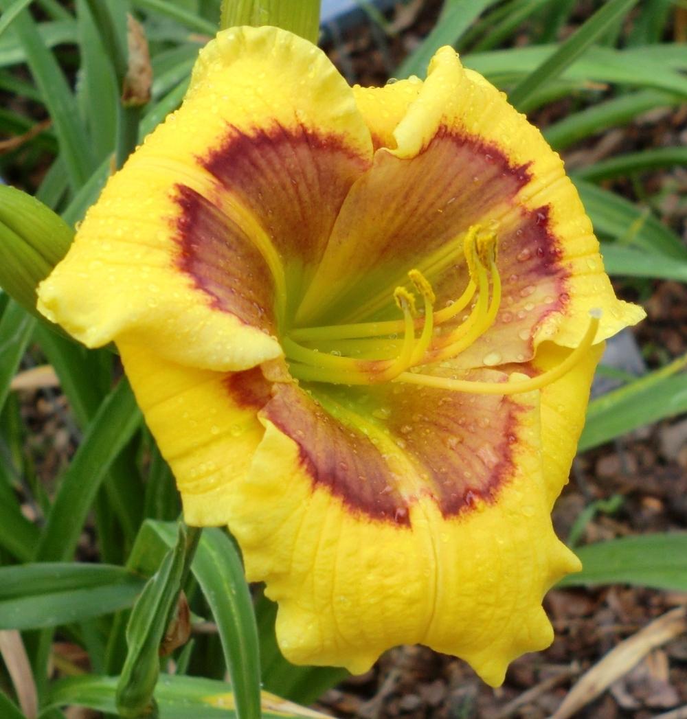 Photo of the bloom of Daylily (Hemerocallis 'Jason Salter') posted by Ditchlily - Garden.org