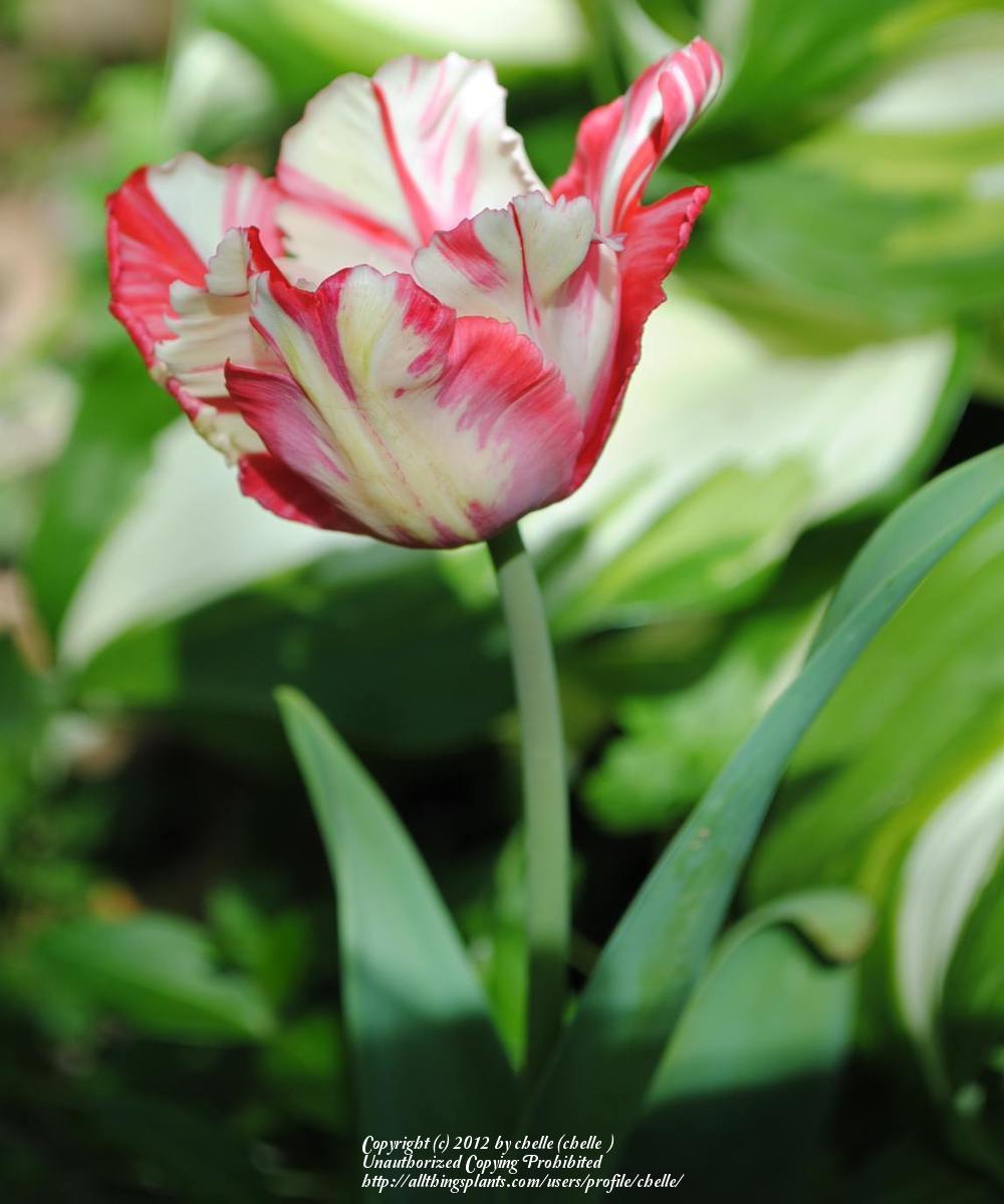 Photo of the bloom of Parrot Tulip (Tulipa 'Estella Rijnveld') posted ...