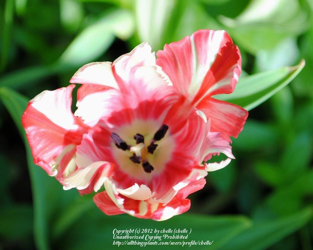 Photo of the stamens, filaments and pistils of Parrot Tulip (Tulipa ...
