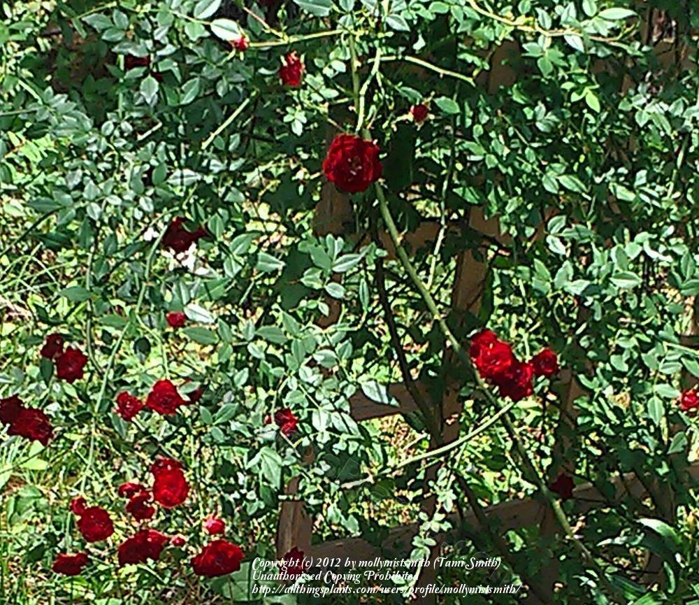 Photo of the entire plant of Rose (Rosa 'Red Cascade') posted by ...