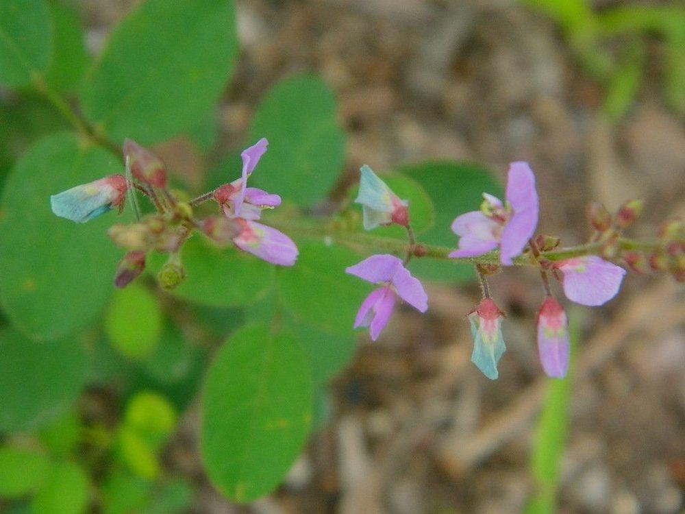 Photo of the bloom of Panicled Tick Trefoil (Desmodium paniculatum ...