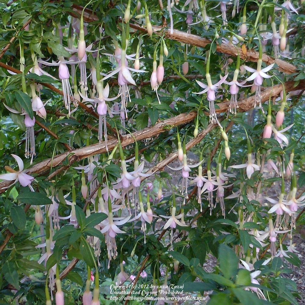 Photo of the bloom of Hardy Fuchsia (Fuchsia magellanica 'Alba') posted ...