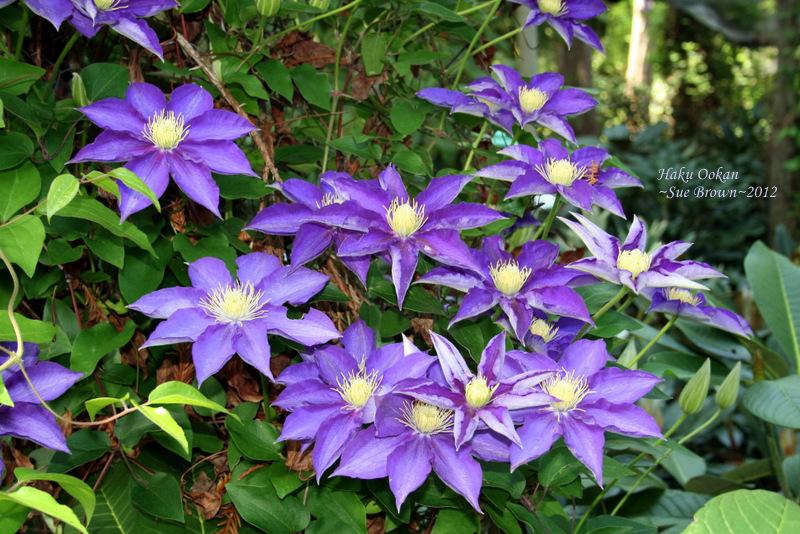 Photo of the bloom of Clematis 'Haku Ookan' posted by Calif_Sue ...