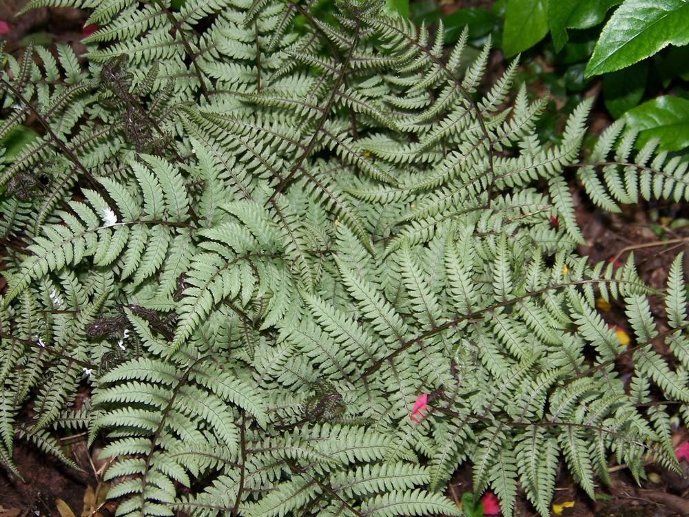 Painted Fern (Athyrium 'Branford Beauty') - Garden.org