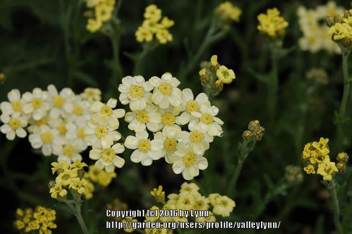 Dwarf Yarrow (Achillea x lewisii) in the Yarrows Database - Garden.org