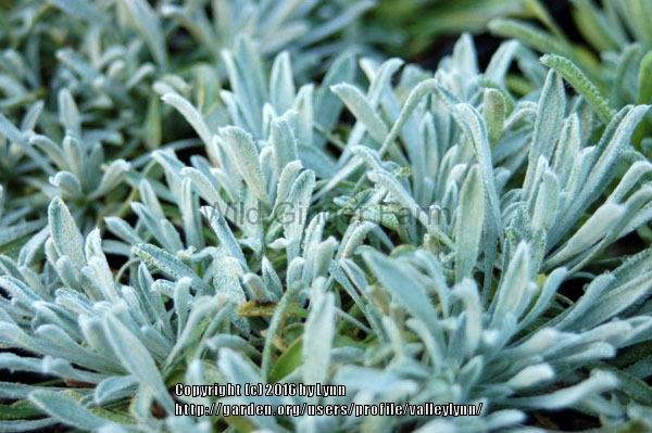 Photo of the leaves of Greek Yarrow (Achillea ageratifolia) posted by ...