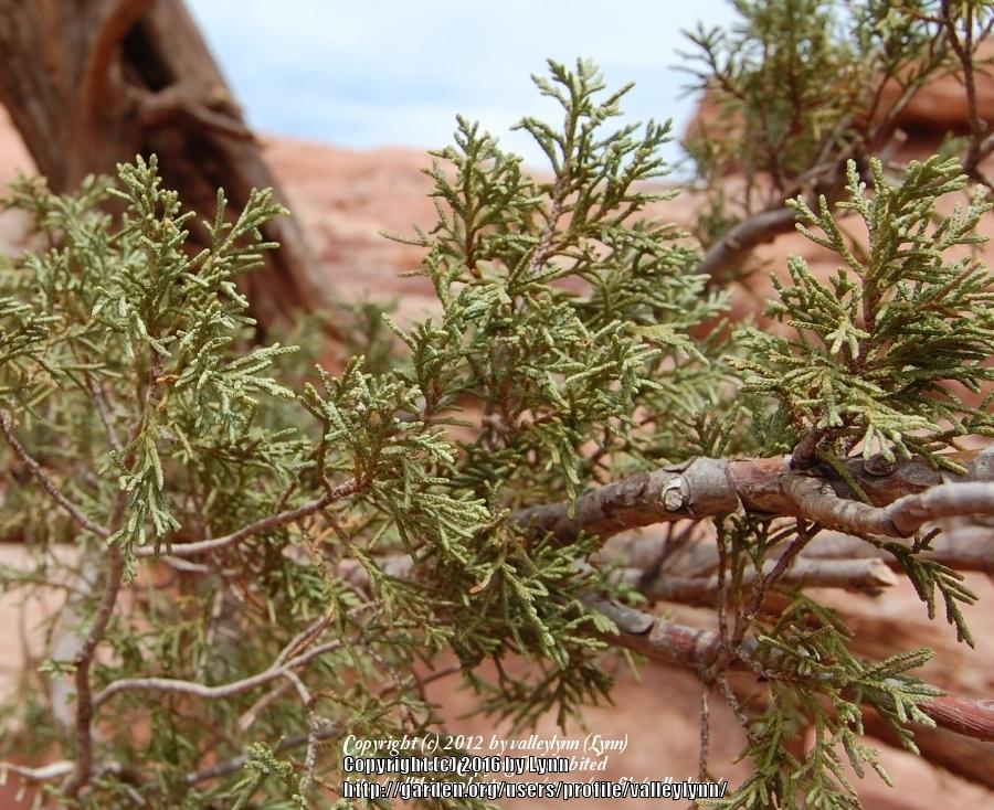 Photo of the leaves of One Seed Juniper (Juniperus monosperma) posted ...